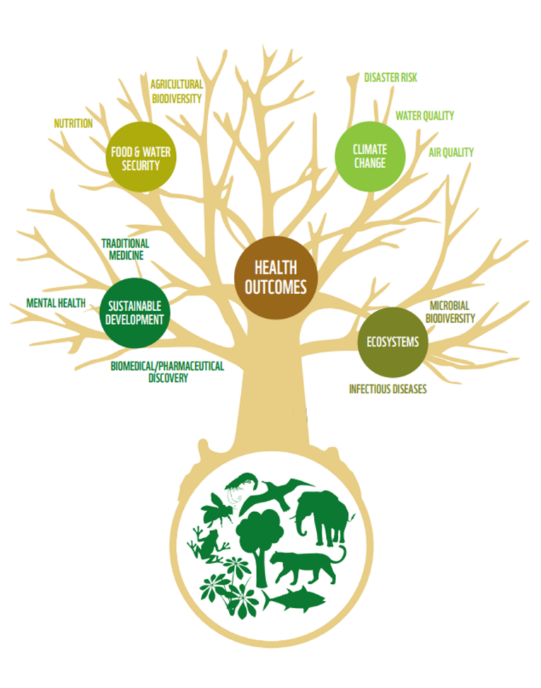 Biodiversity: Our Unsung Hero - Gardening Responsibly